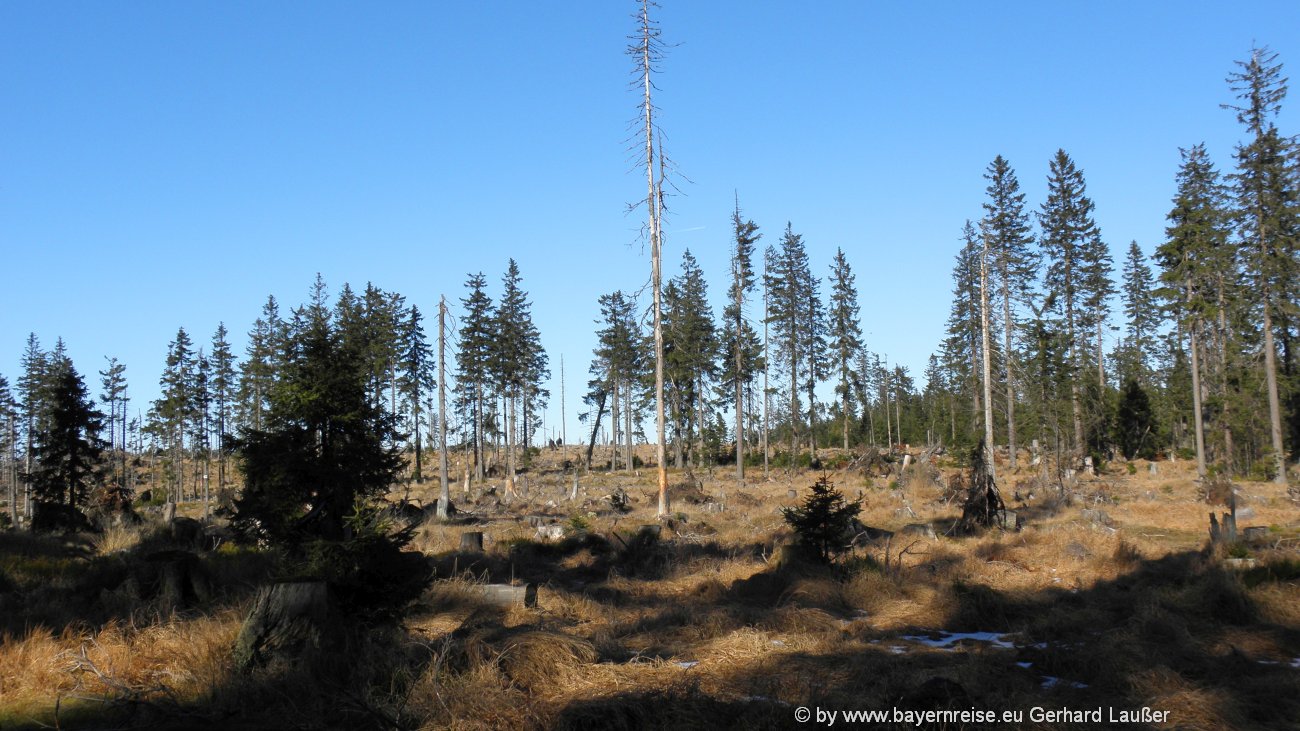 Grosser Falkenstein wandern im Nationalpark Bayerischer Wald