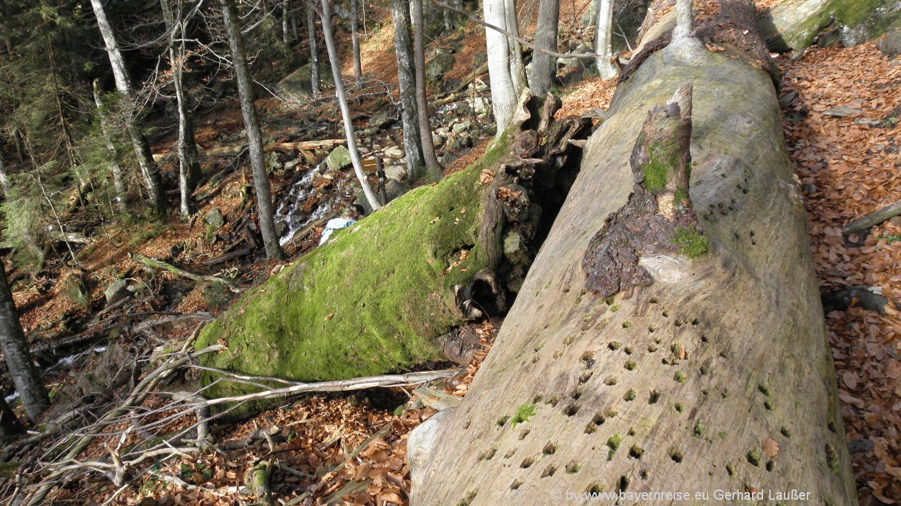 Grosser Falkenstein wandern im Nationalpark Bayerischer Wald